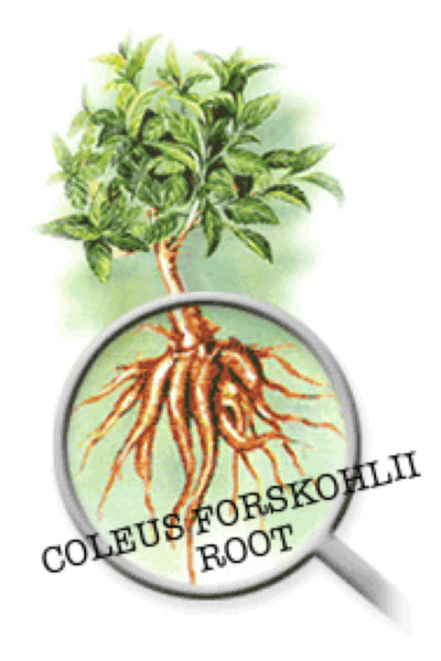 Forskolin (Coleus Forskohlii) Extract, 100 mg, 60 Vegetable Capsules ...